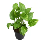 Buy Ashokavanam Money plant (variegated) potthos Online at Best Prices ...