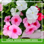 Buy Farmgokart 150 Seed Pack Of VINCA / PERIWINKLE - MIXED Flower Seeds ...