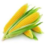 Buy Kechuaa Sweet Corn Seeds F1 Hybrid For Home Gardening pack of 10 ...