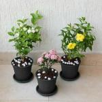 Buy Fulmala Nursery Set of 3 Outdoor Flowering Plants for Beautiful ...