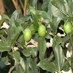 Buy Kapebonavista Nirmali Clearing Nut Tree Strychnos potatorum Nirmali ...