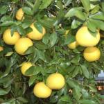 Buy Plantzoin Pomelo Batawi-nimbu Citrus grandis Batapi Live Plant ...