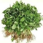 Buy Kechuaa Hybrid Kasturi Methi Seeds (Fenugreek) 1 packetseeds Seed ...