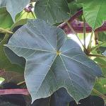 Buy Kapebonavista Kulu Genduli Indian-tragacanth Gudalo Sterculia urens ...