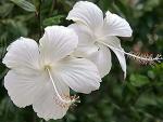 Buy Platone Hibiscus PlantJoba PlantSaraswati Gardens White Flower ...