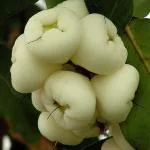 Buy Online Plant Bazar White Water Apple Jamrul Live Plant Online at ...