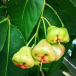 Buy Cloud Farm Hybrid Java Rose Apple Jamun Plant - 200 mm CF2040 ...