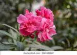 Buy Globalplants Pink karabi/pink Nerium/ oleander flower/karabi flower ...