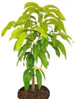 Buy Baishnab Mango PlantAam PlantLive Plant - Rare Dwarf King Of Mango ...