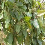 Buy Kapebonavista Char Chironji Tree Buchanania lanzan plant Online at ...