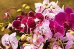 Buy Earth Angels GREEN BLISS Orchid Plant (Hybrid, Pack of 1) Online at ...