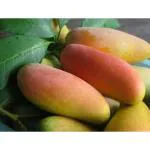 Buy Cloud Farm Katimon Thai All Time Grafted Mango Plant, All season ...