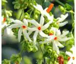 Buy PYANABI GARDEN Parijat Flower tree /Seuli Flower Plant harsingar ka ...