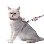 Buy Qpets Cat Harness And Leash Set, Outdoor Harness For Cat With Quick Release Buckle ...