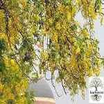 Buy Kapebonavista Amaltas Garmalo Sonali Amultas Sunaari Bahava Golden Shower Tree Indian ...