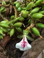Buy Cloud Farm Hybrid Elam Ancha Elaichi Cardamom Plant - 200 mm CF_O12 ...