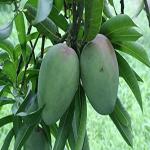 Buy Kapebonavista Live Chaunsa Mango/Aam Grafted Fruit Plant Online at ...