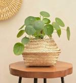 Buy UGAOO Multicolour Palm Leaf Natural Sitalpati Planter, 25 X 25 Cm Online at Best Prices in ...