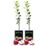 Buy Apple Grafted live Tree | Seb Tree | Bareroot Plant | especially ...