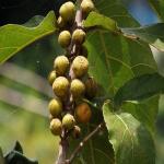 Buy PLATONE Gular/Cluster Fig Plant_Gular/Cluster Fig Plant(x248 Online ...
