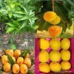 Buy GREEN LINE Alphonso Hybrid Mango Tree All Time Variety Hapus ...