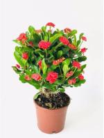 Buy Cloud Farm Euphorbia Mili Crown of Thorns Healthy Flower Plant ...