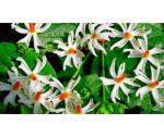 Buy PYANABI GARDEN Parijat Flower tree /Seuli Flower Plant harsingar ka ...