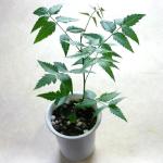 Buy Cloud Farm Hybrid Neem Plant - 200 mm CF_A364 Online at Best Prices ...