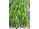 Buy Odiplantz Thuja jhau Live Plant with Free Pot Online at Best Prices ...