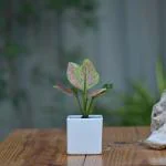 Buy Plantlane Ceramic Small Square Shape Pot/Planter, Table Top Planter ...
