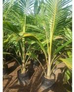 Buy Earth Angels Coconut Plant (Hybrid, Pack of 1) Online at Best ...