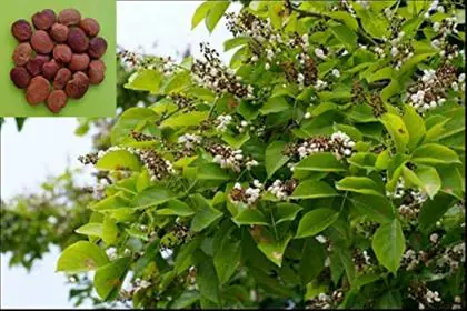 Green India Pongan Oil Tree Seeds - Without Pod (Pongamia Pinnata)_50 ...