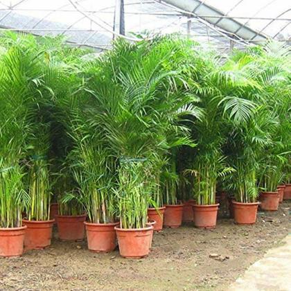 Green India ARECA PALM / BUTTERFLY PALM / DYPSIS LUTESCENS ORNAMENTAL ...