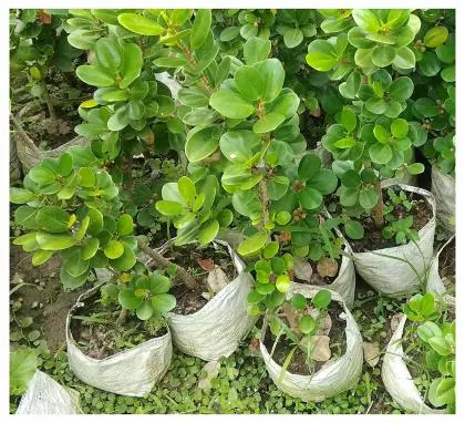 ONLINE PLANT BAZAR CHINA BANYAN TREE/CHINA BOT PLANT(PACK OF-1) - JioMart