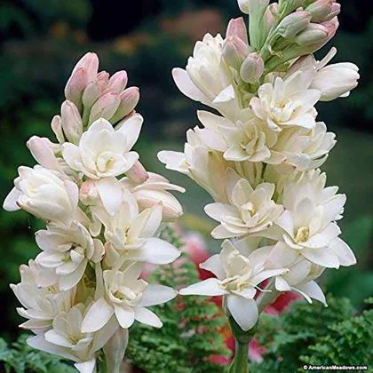 Kraft Seeds Rajnigandha Tuberose Flower Bulbs Double Variety (100000 ...