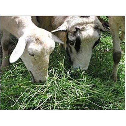 Green India Stylo Hamata Grass Seed -Grass Seeds - Fodder Seeds ...