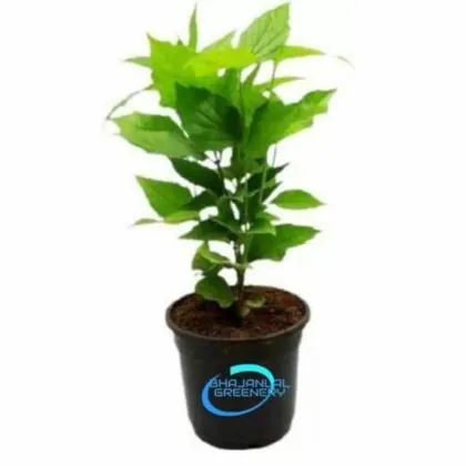 Bhajanlal Greenery Parijat Tree, Parijatak, Night Flowering Jasmine ...