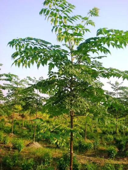Green India Melia Dubia, Malabar Neem,Hebbevu Fast Growing Tree Seed ...