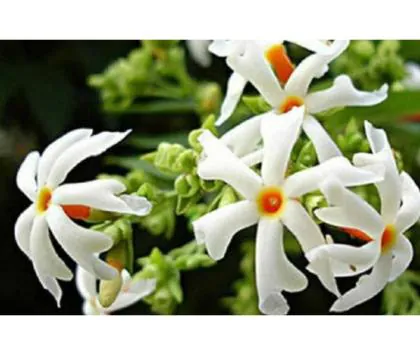 PYANABI GARDEN Parijat Flower tree /Seuli Flower Plant harsingar ka ...