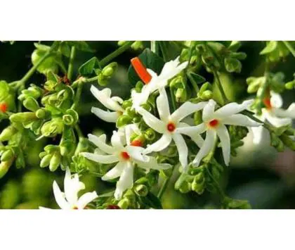 PYANABI GARDEN Parijat Flower tree /Seuli Flower Plant harsingar ka ...