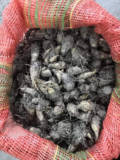 Kraft Seeds Rajnigandha Tuberose Flower Bulbs Double Variety (1000 ...