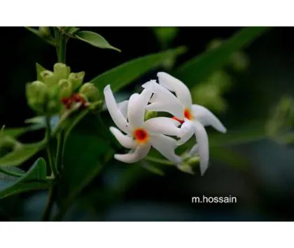 PYANABI GARDEN Parijat Flower tree /Seuli Flower Plant harsingar ka ...