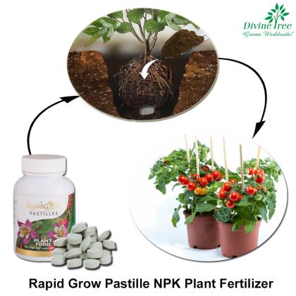 DIVINE TREE Rapid Grow- Pastille NPK Fertilizer Nutrients Tablet for ...