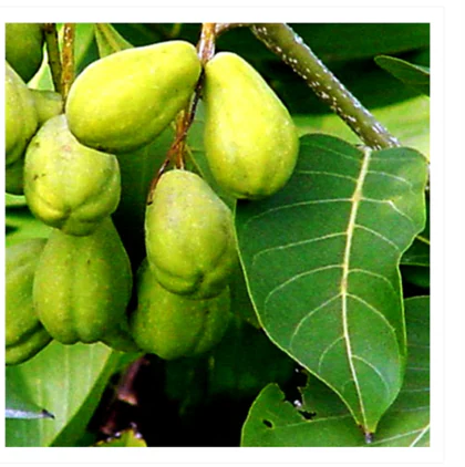 Green India Harad/Haritiki/Terminaia Chebula/Chebulic Myrobalan ...