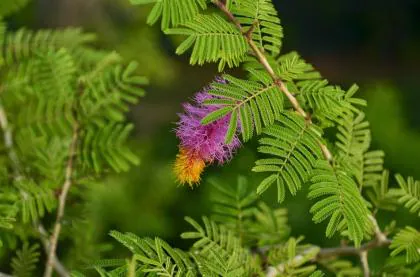 SellnShip LilPlants Prosopis Cineraria, Shami Plant, Vanni Maram, Banni ...