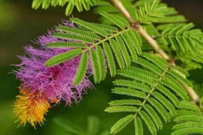 SellnShip LilPlants Prosopis Cineraria, Shami Plant, Vanni Maram, Banni ...