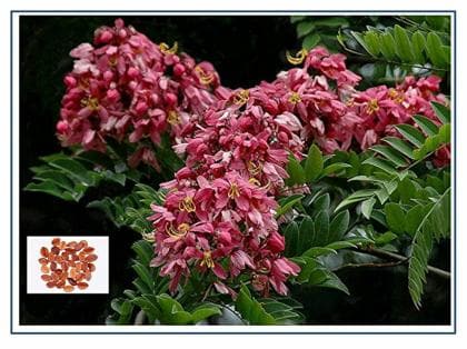 Green India Cassia nodosa tree seeds / pink cassia / pink shower ...
