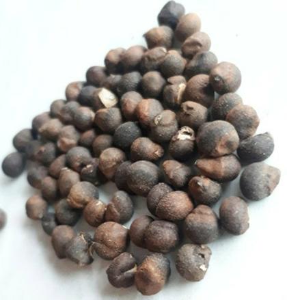 Green India Semal Seed / Silk Cotton Tree Seed / Bombax Ceiba Seed_200 ...
