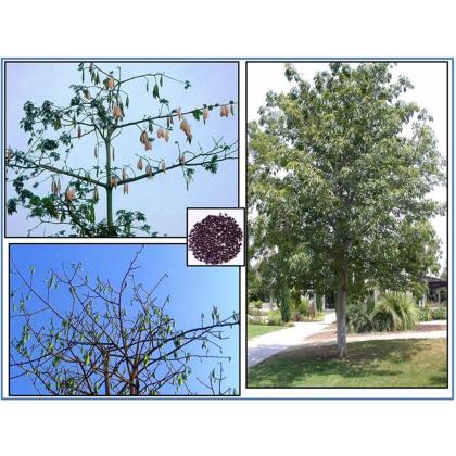 Green India Semal Seed / Silk Cotton Tree Seed / Bombax Ceiba Seed_200 ...