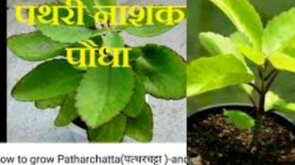 Bhajanlal Greenery Patherchatta/Bryophyllum/Panfuti/Kalancho Pinnata ...
